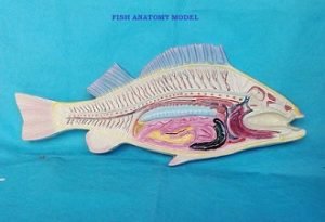 Fish Anatomy Model - Gravity Lab